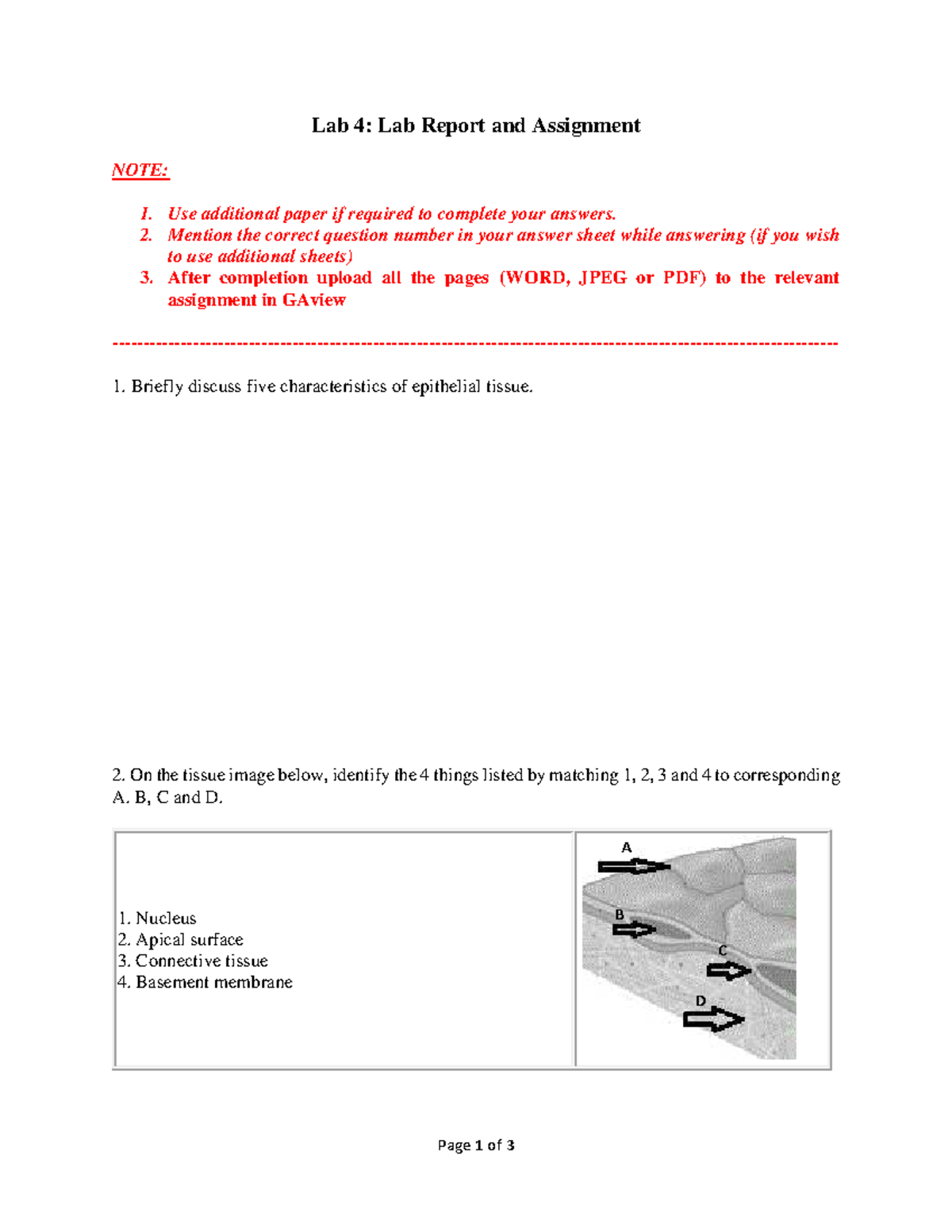 Lab 4: Epithelial Tissue Characteristics & Drawings Report - Studocu