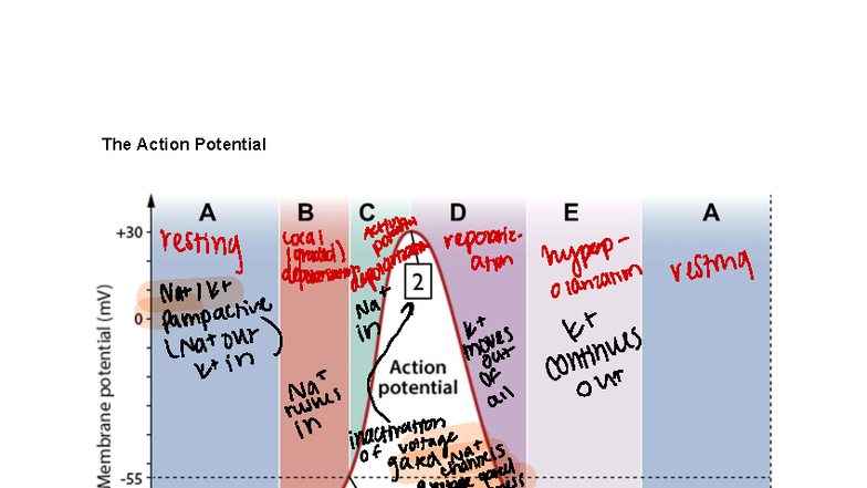 AP Worksheet: Phases and Ion Channel Dynamics - Studocu
