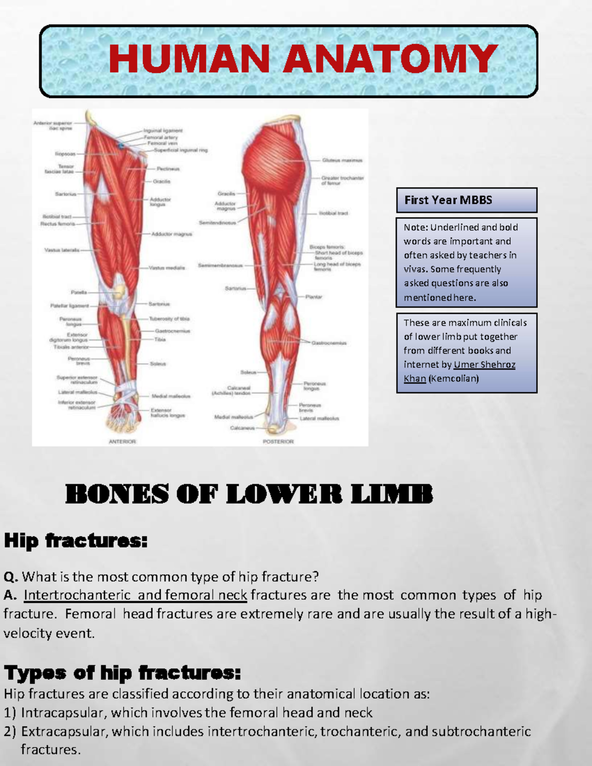 HUMAN ANATOMY: Clinicals of Lower Limb for First Year MBBS - Studocu