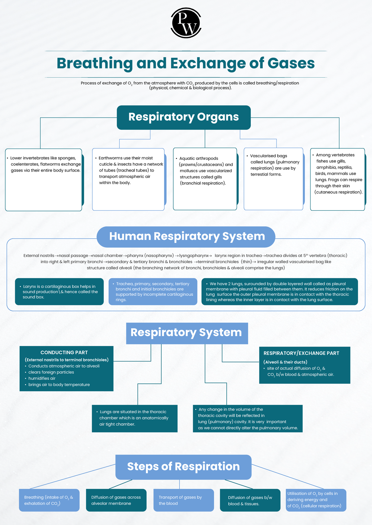 Breathing and Exchange of Gases Mind Maps - Breathing and Exchange of ...