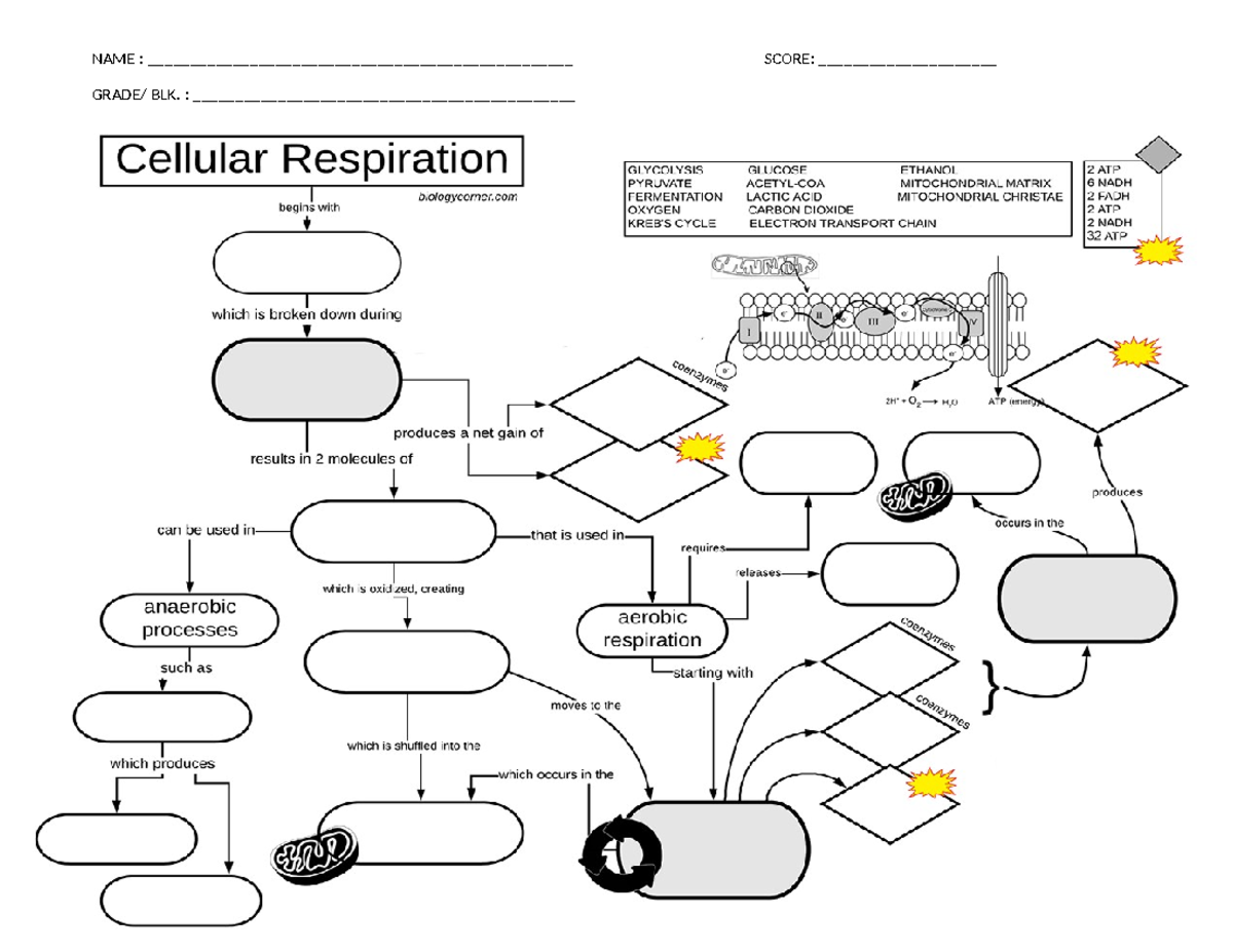 Cellular Respiration Activity: Glycolysis and Fermentation Insights ...