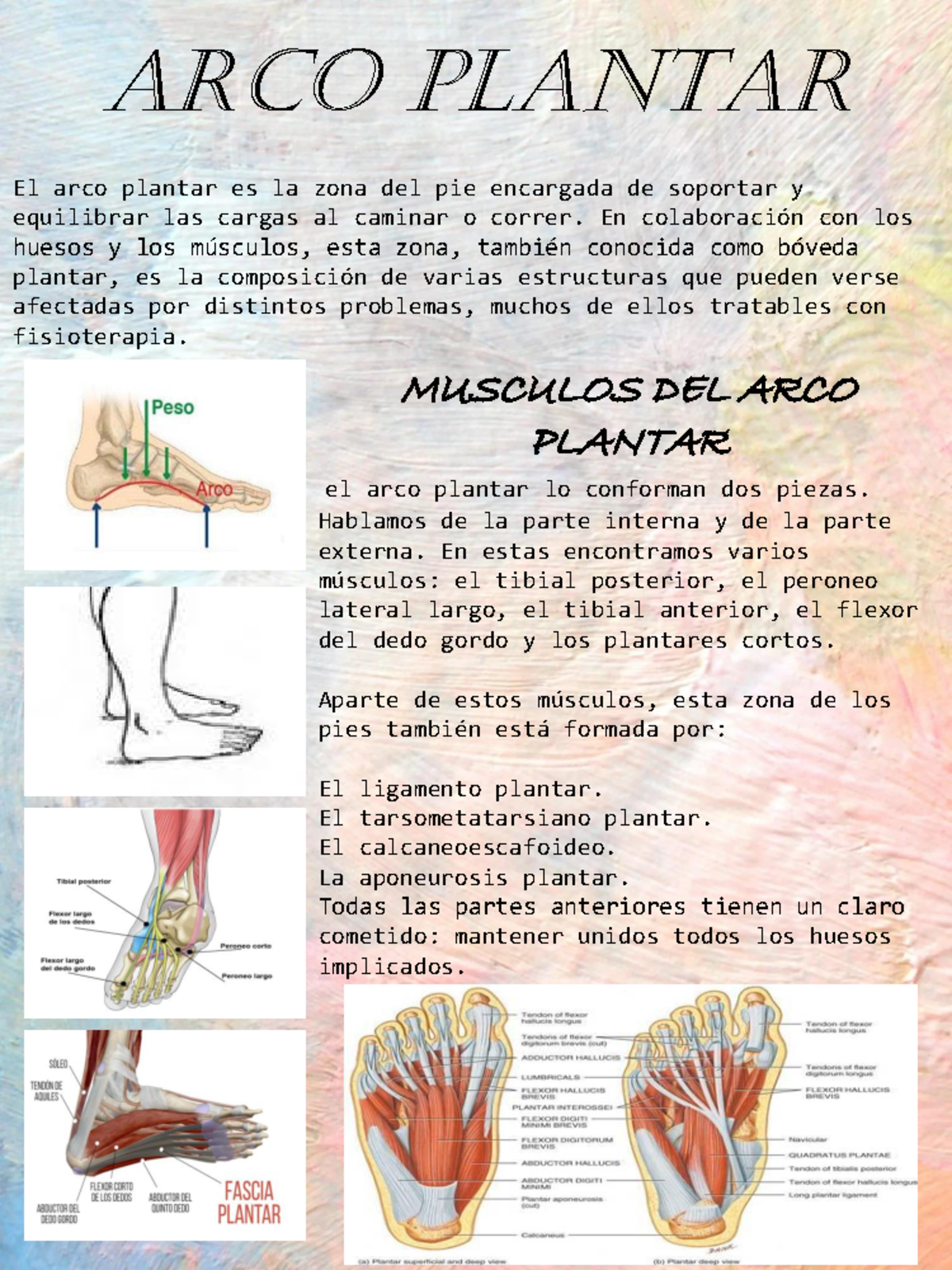 Anatomía Del Arco Del Pie Huesos Del Pie: Anatomía Y Funciones