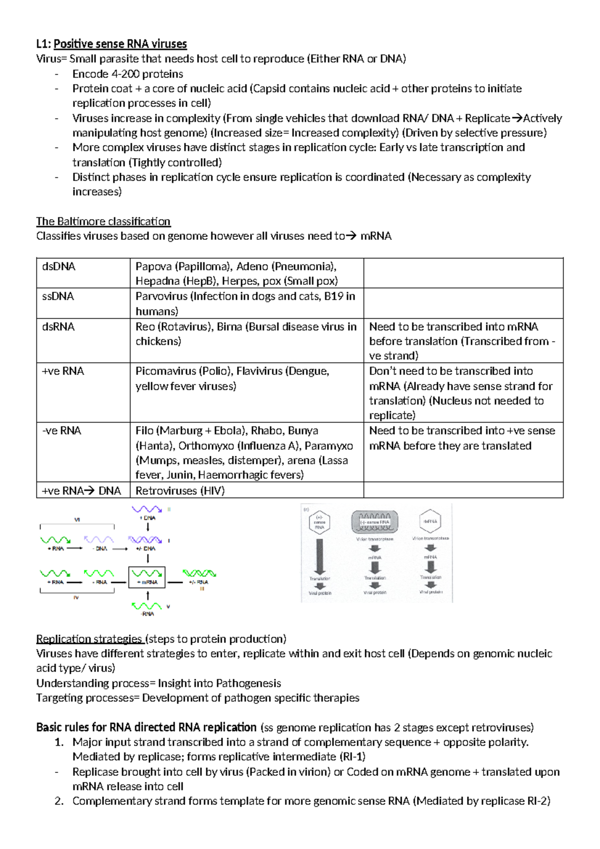 Virology Notes: Positive and Negative Sense RNA Viruses Basics - Studocu
