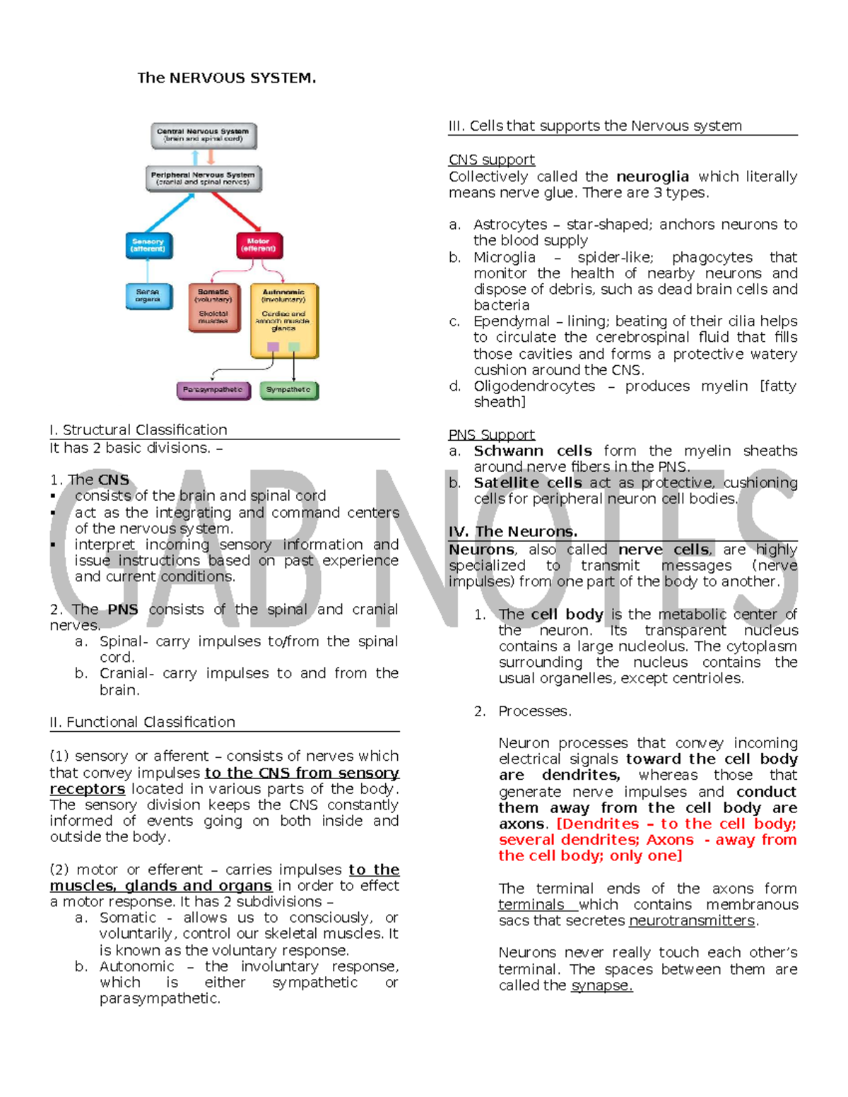 Nervous System Overview: Key Concepts and Functions - Studocu