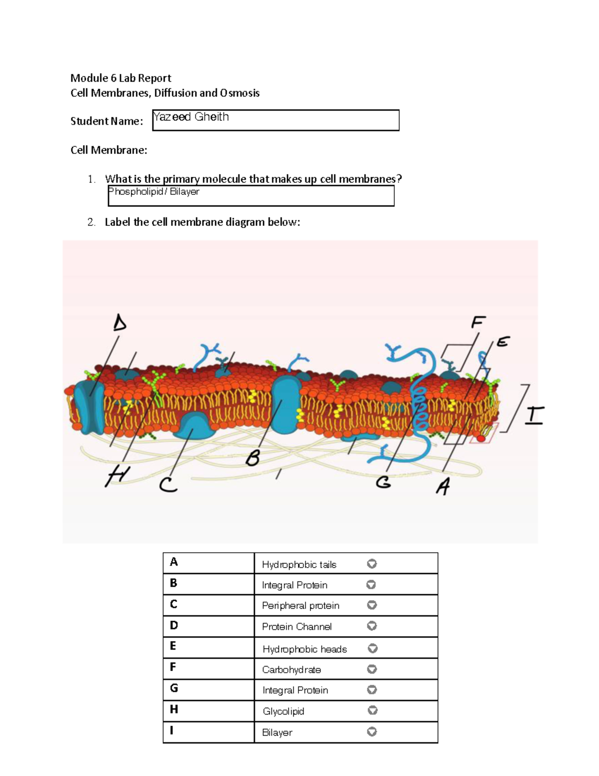 Module 6 Lab Report: Cell Membranes, Diffusion, and Osmosis Insights ...