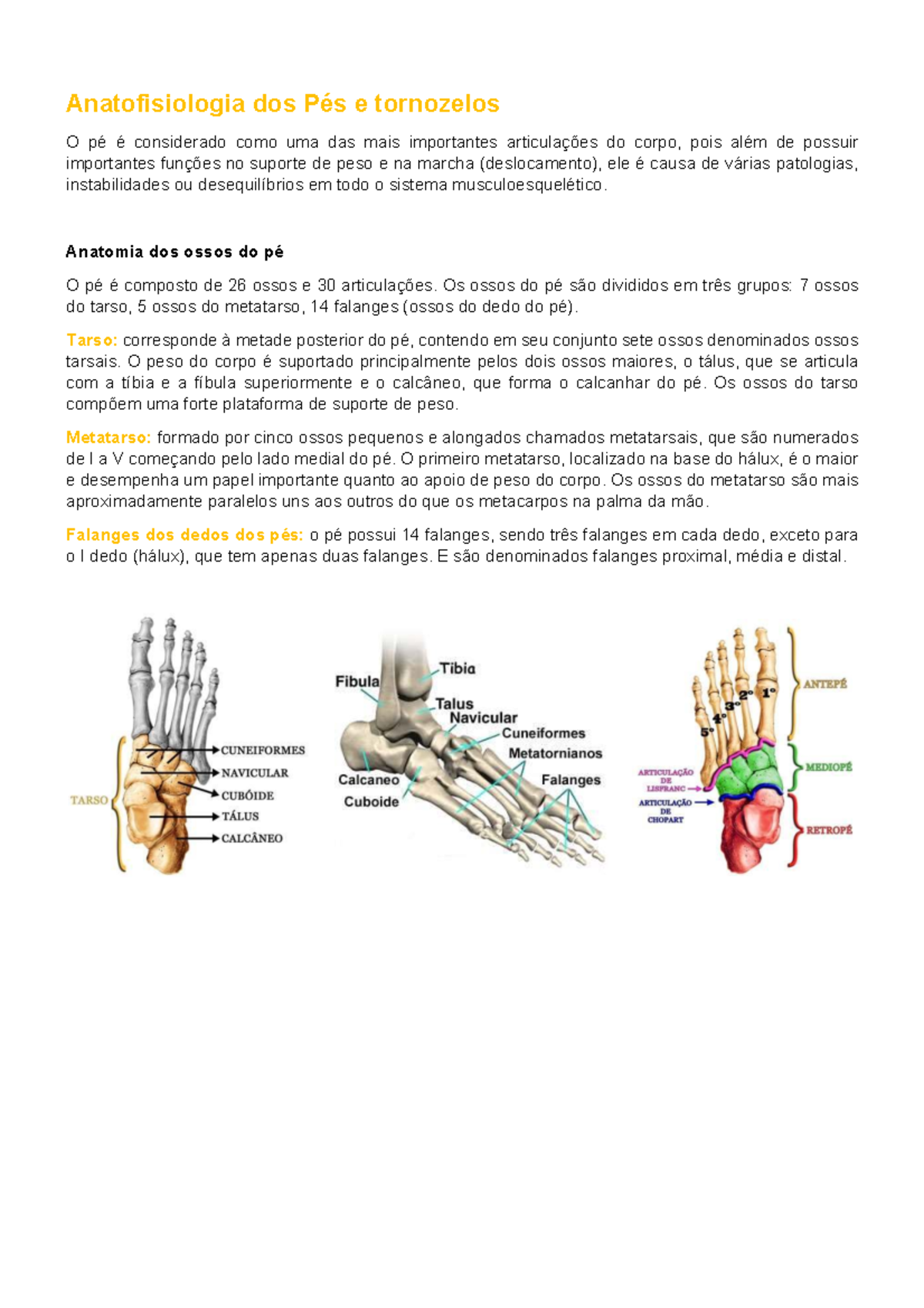 Anatofisiologia dos Pés e Tornozelos: Estruturas e Funções Essenciais ...