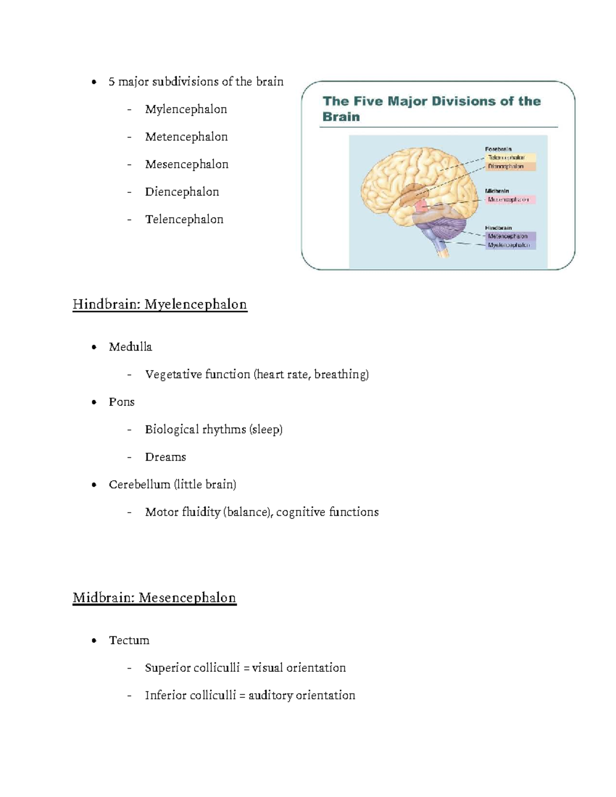 Brain Structure Overview: Major Subdivisions & Functions (BIO 101 ...