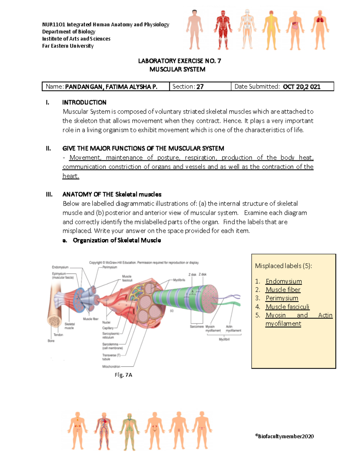 Muscular System - Laboratory Exercise (Anatomy and Functions ...