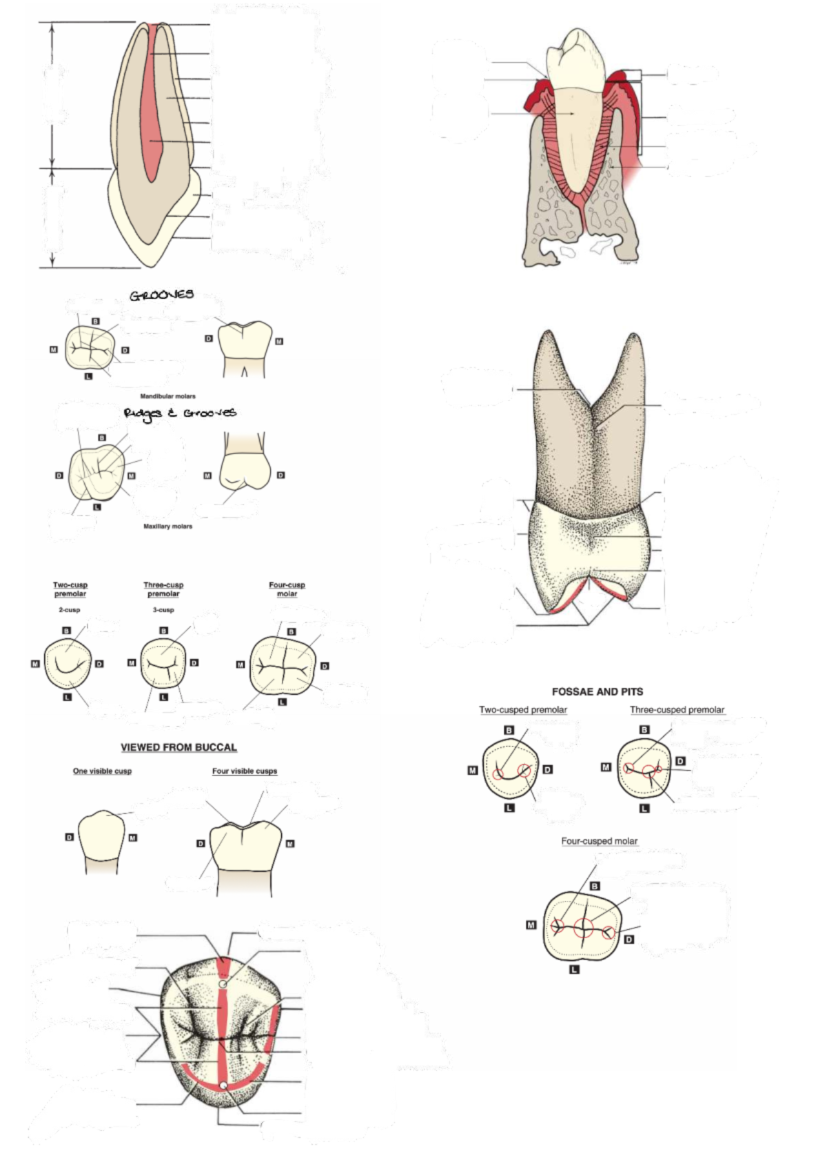 OA-Study - Oral anatomy, dentition, dental morphology focused diagram ...