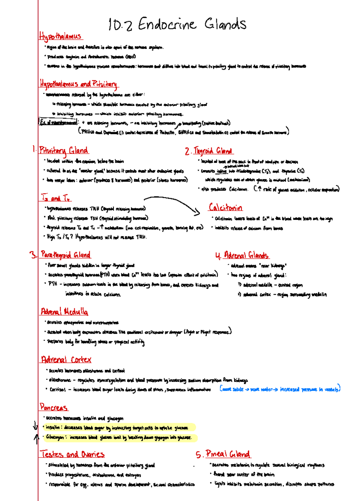 Bio Lesson Notes: Endocrine Glands Overview (10 2) - Studocu