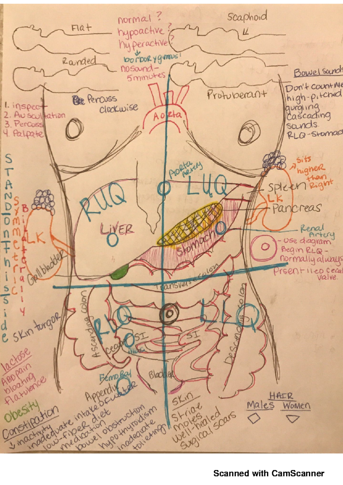 Abdomen Anatomy Diagram - Detailed Overview and Labeling - Studocu