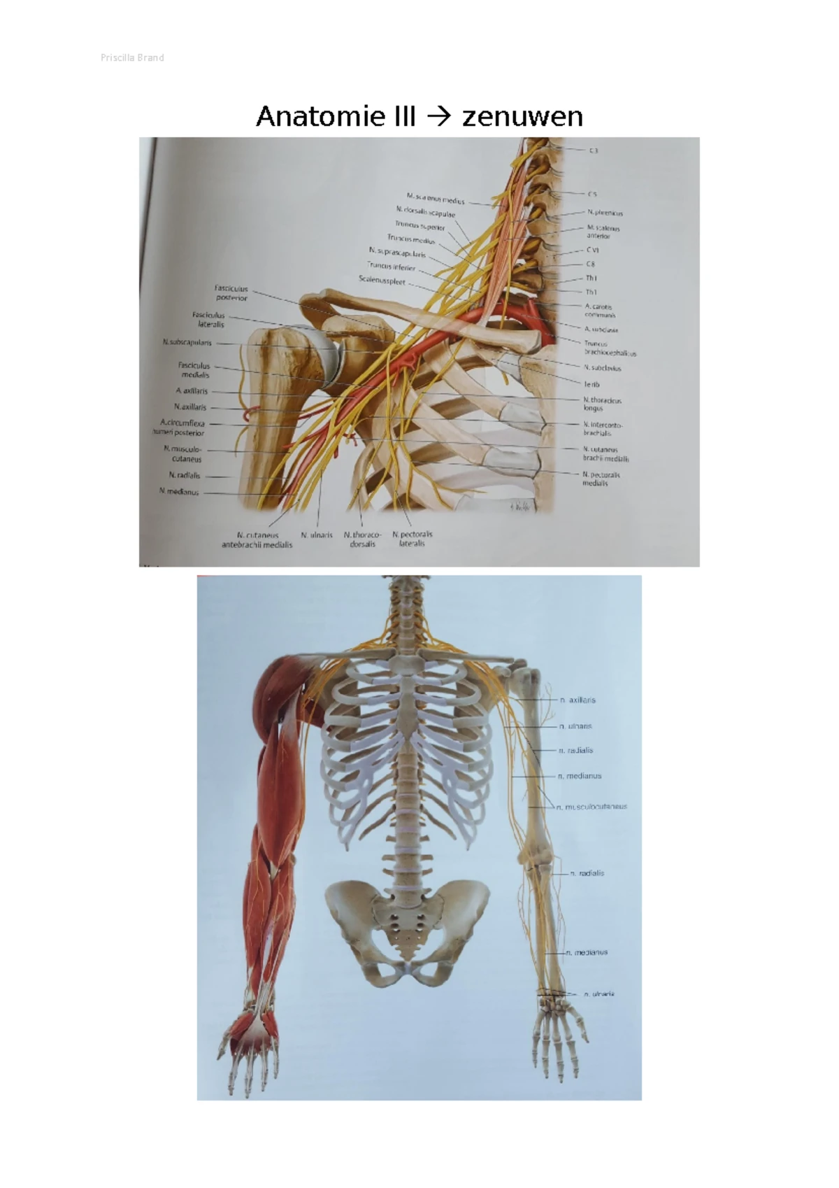 Anatomie en Functies van de Enkel Regio: Botten, Spieren en Ligamenten ...