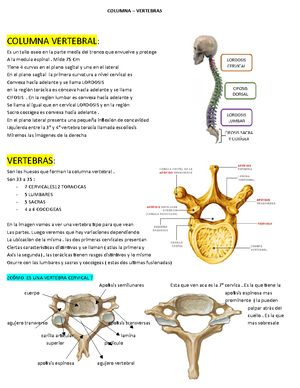 Faringe y espacios maxilofaringeos - Tubérculo faríngeo. Cartílago ...