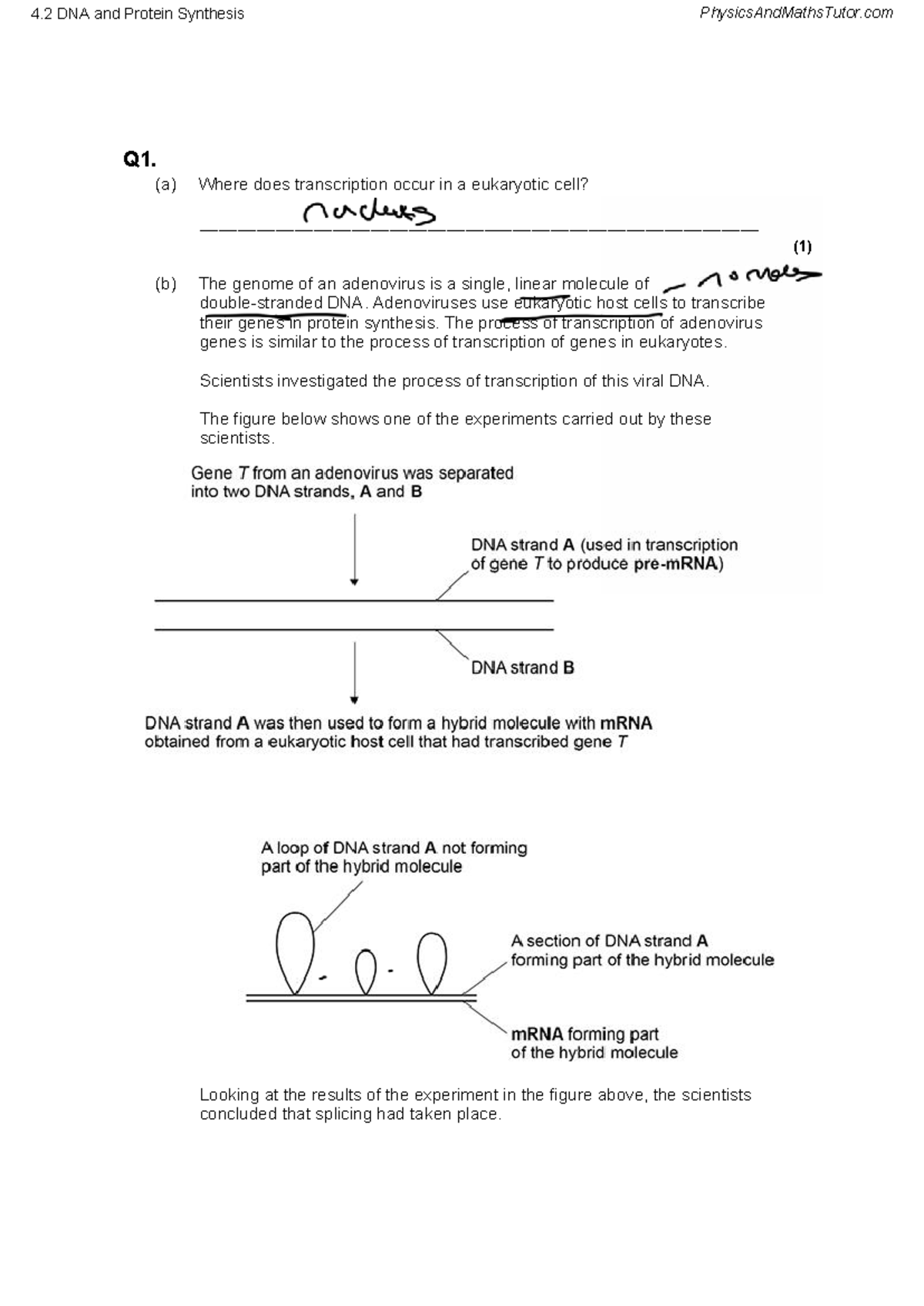 4.2 DNA and Protein Synthesis Question Paper - Studocu
