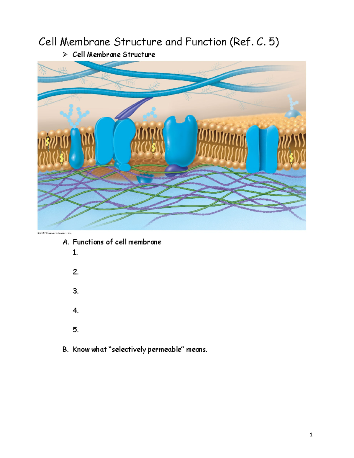 Cell Membrane Structure and Function (Bio 101 Lecture Notes) - Studocu
