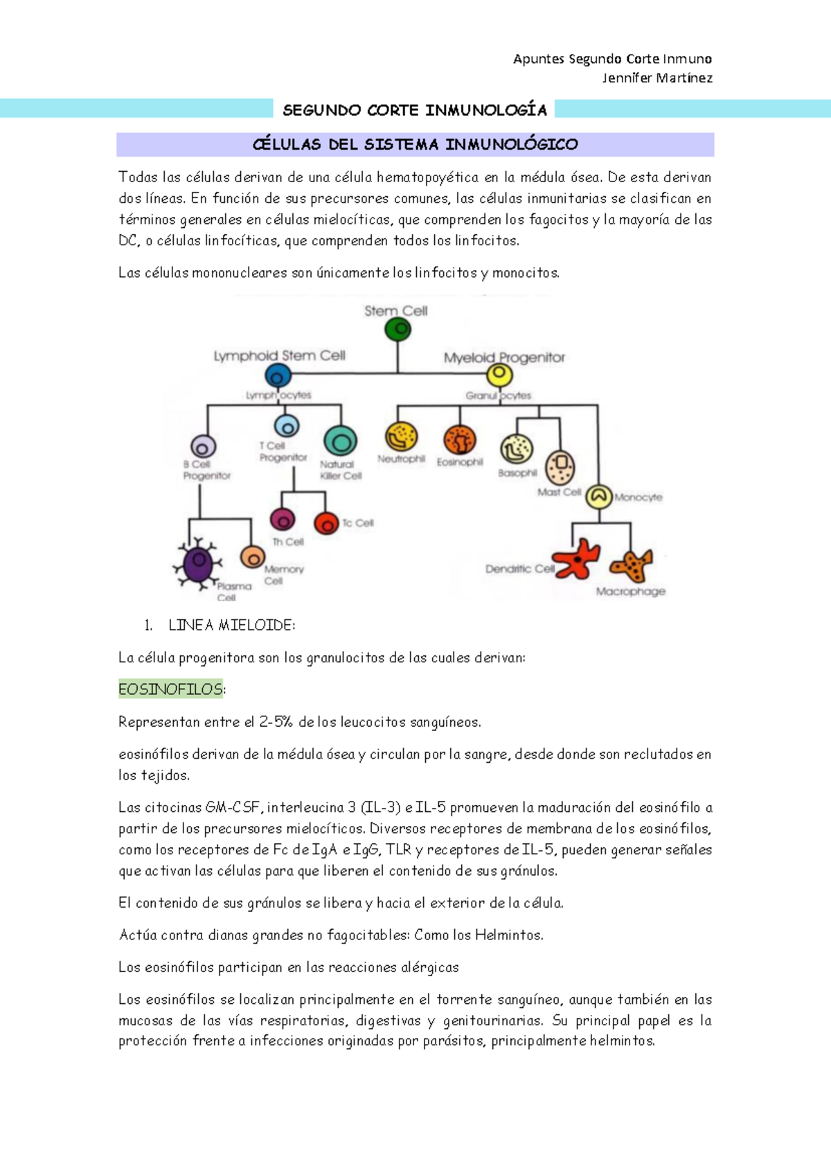 Linea Mieloide - Jennifer Martínez SEGUNDO CORTE INMUNOLOGÍA CÉLULAS ...