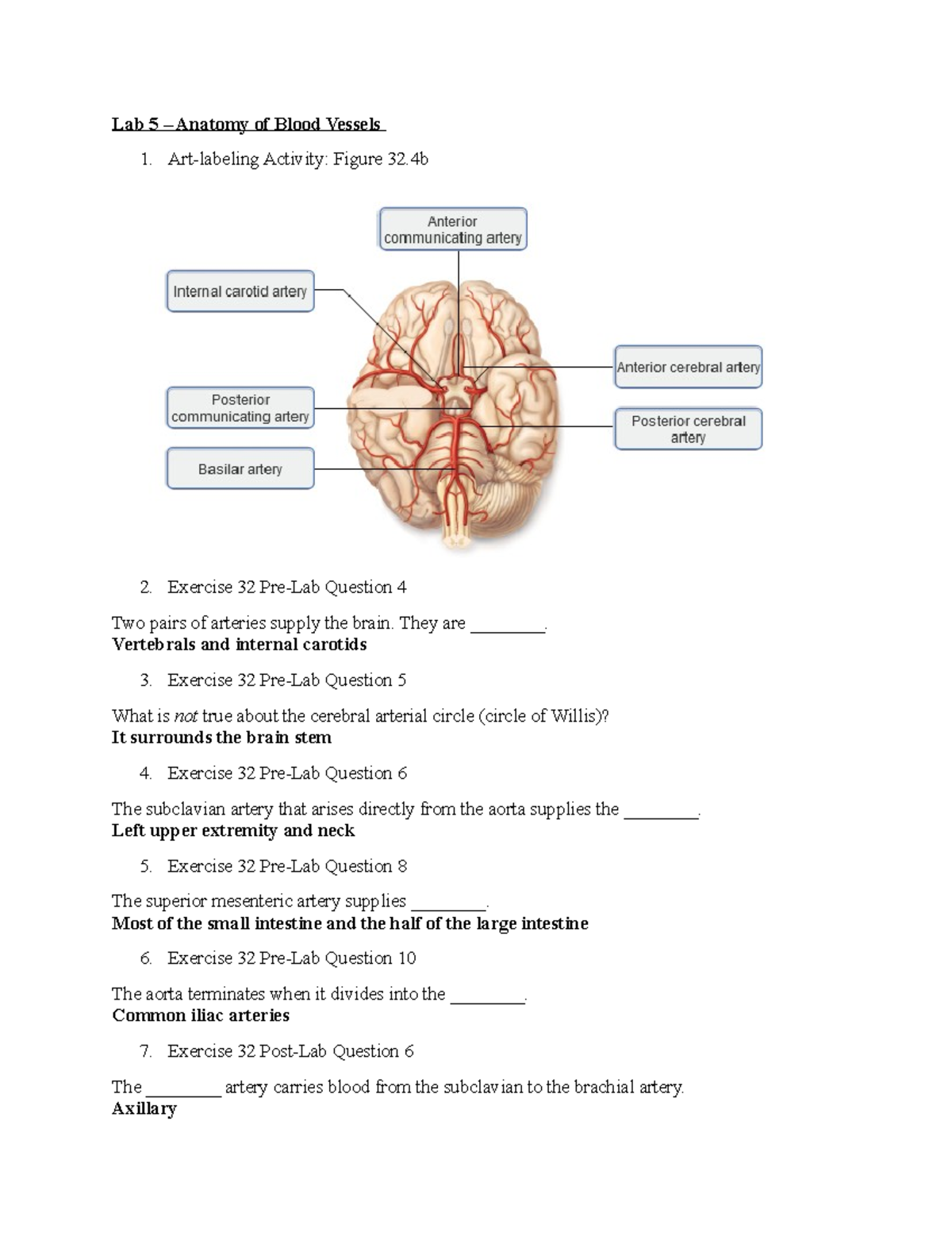 Lab 5 Anatomy of the blood vessels - Lab 5 – Anatomy of Blood Vessels 1 ...