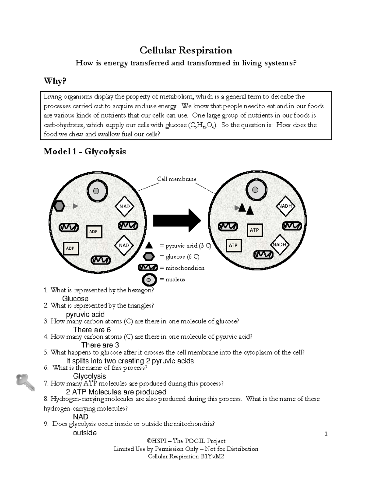 Cell Respiration Practice: Energy Transfer in Living Systems (BIO101 ...