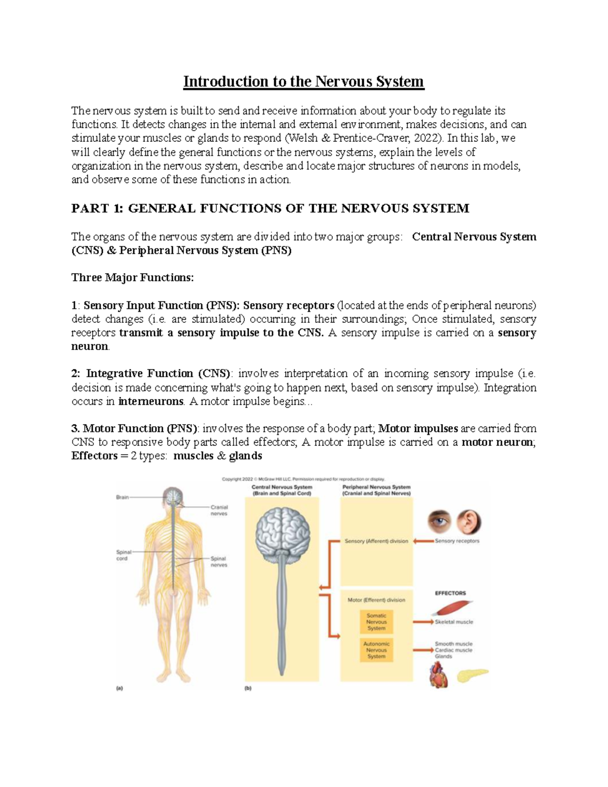 Nervous System Functions & Action Potentials - Lab Simulation ...
