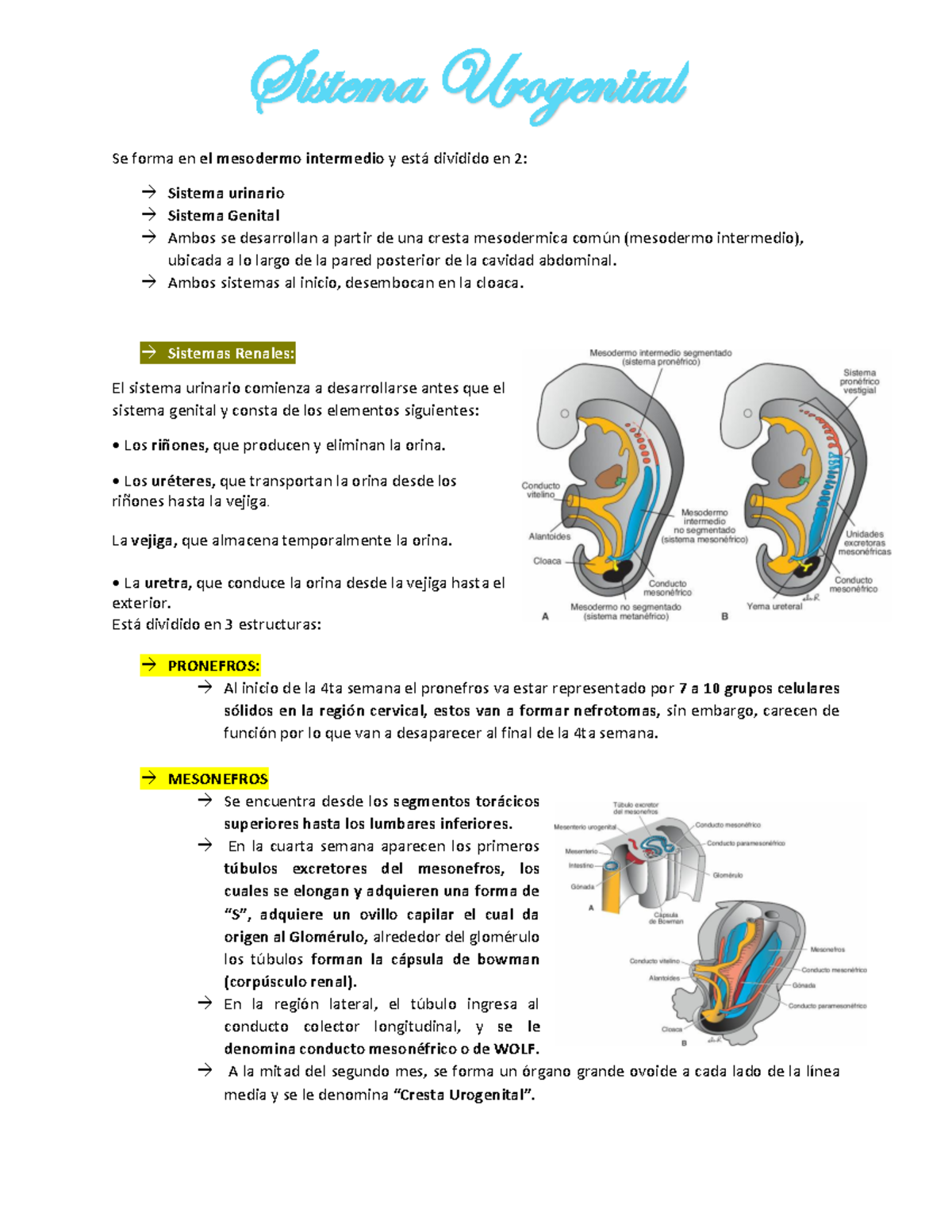 Sistema Urogenital - Se forma en el mesodermo intermedio y está ...