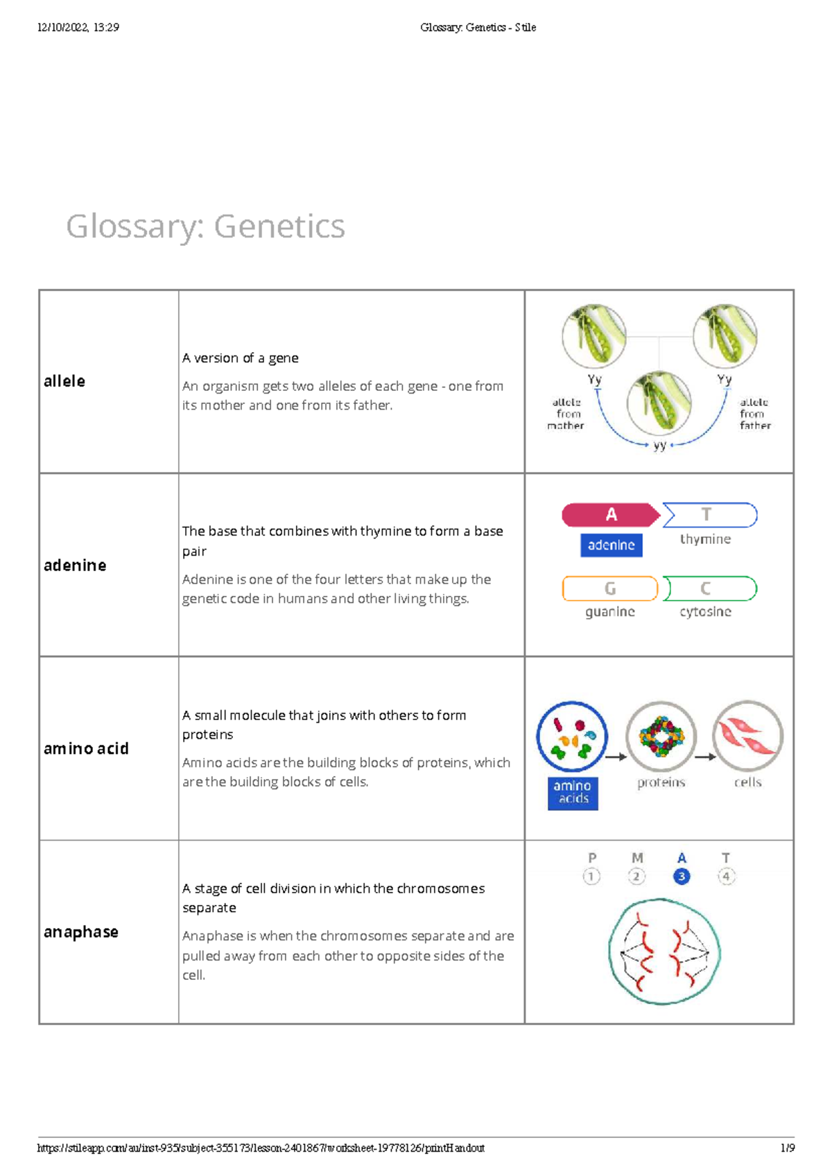 Genetics Glossary: Key Terms and Definitions for 13:29 - Studocu
