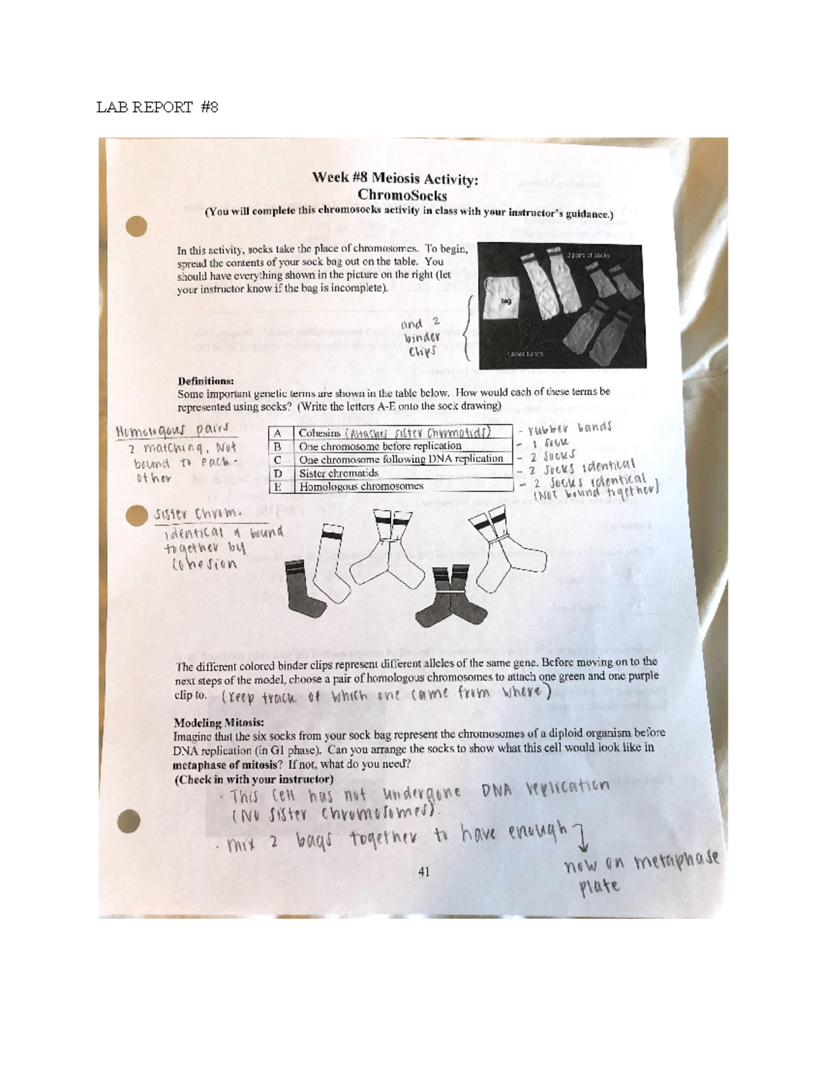 Bio 161 Lab Report #8: Meiosis & Mendelian Genetics in Fast Plants ...