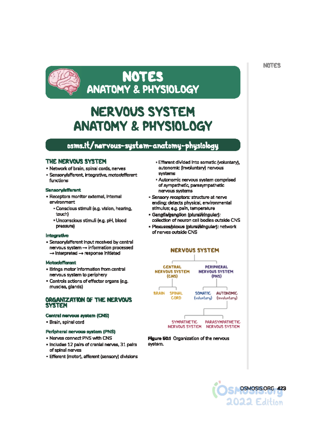 Nervous System - Summary Physiology - NOTES NOTES ANATOMY PHYSIOLOGY ...