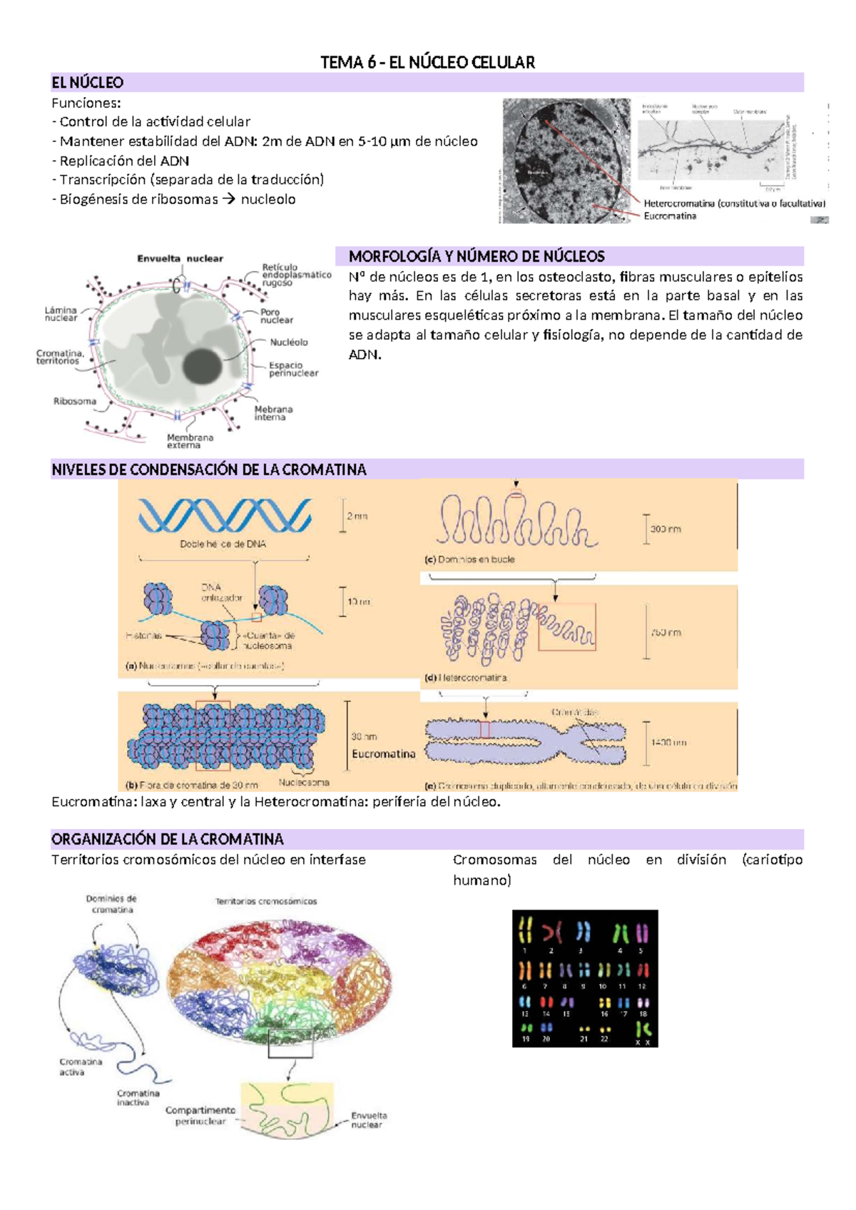TEMA 6-7: EL NÚCLEO CELULAR Y RIBOSOMAS - Funciones y Estructura - Studocu