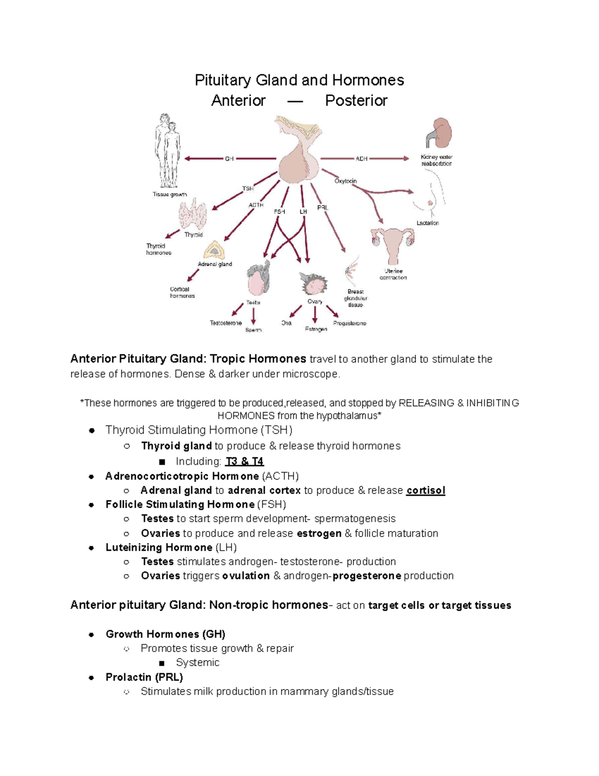 BIO101: Anterior and Posterior Pituitary Gland Hormones Overview - Studocu