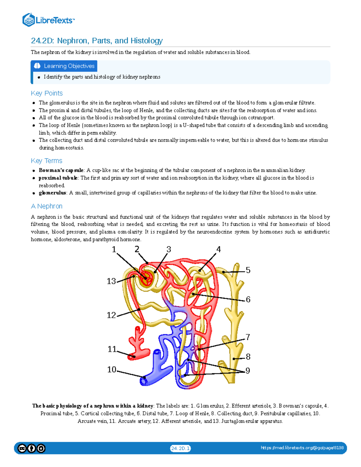 24 - Detailed Summary of Nephron Anatomy & Histology - Studocu