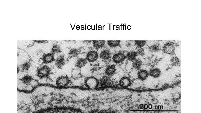 Lecture 13: Vesicular Traffic and Protein Movement (2025) - Studocu