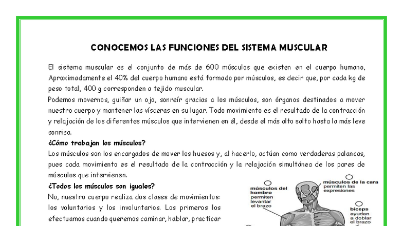 Funciones del Sistema Muscular: Conocemos su Importancia y ...