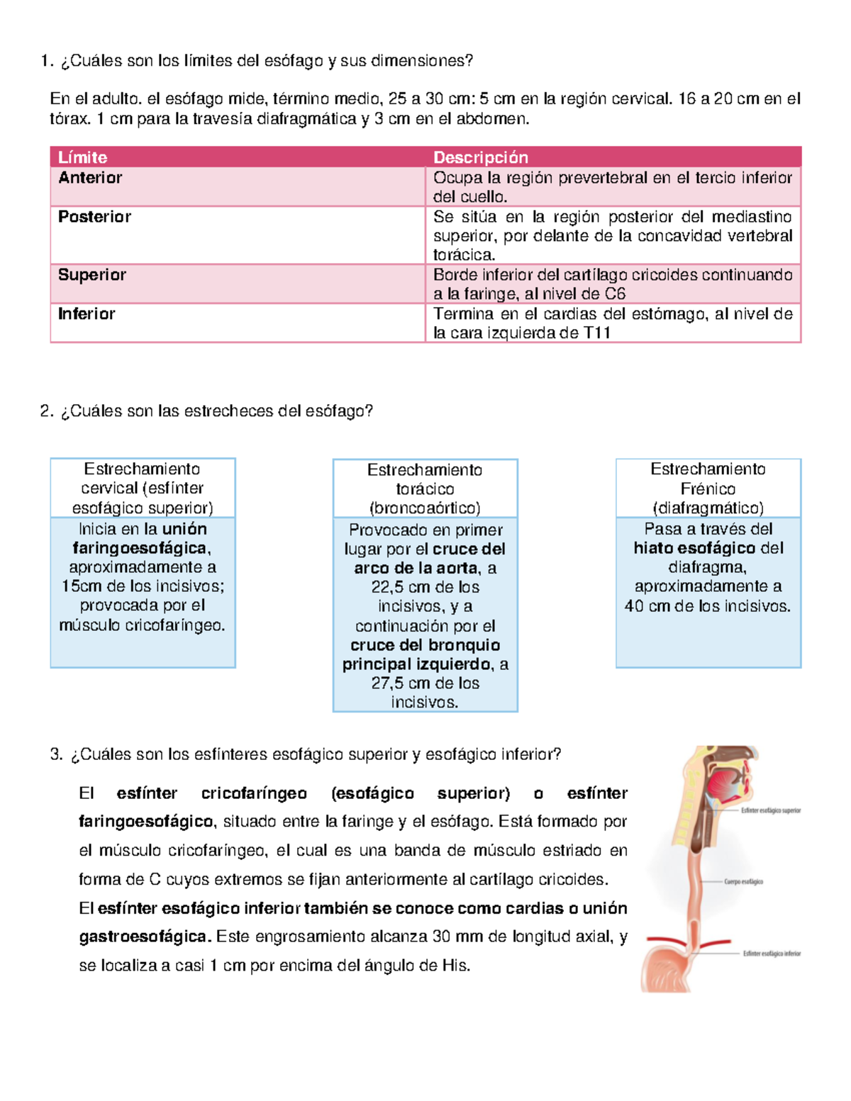 Guía de Estudio: Vísceras Abdominales y Esófago (Anatomía 101) - Studocu