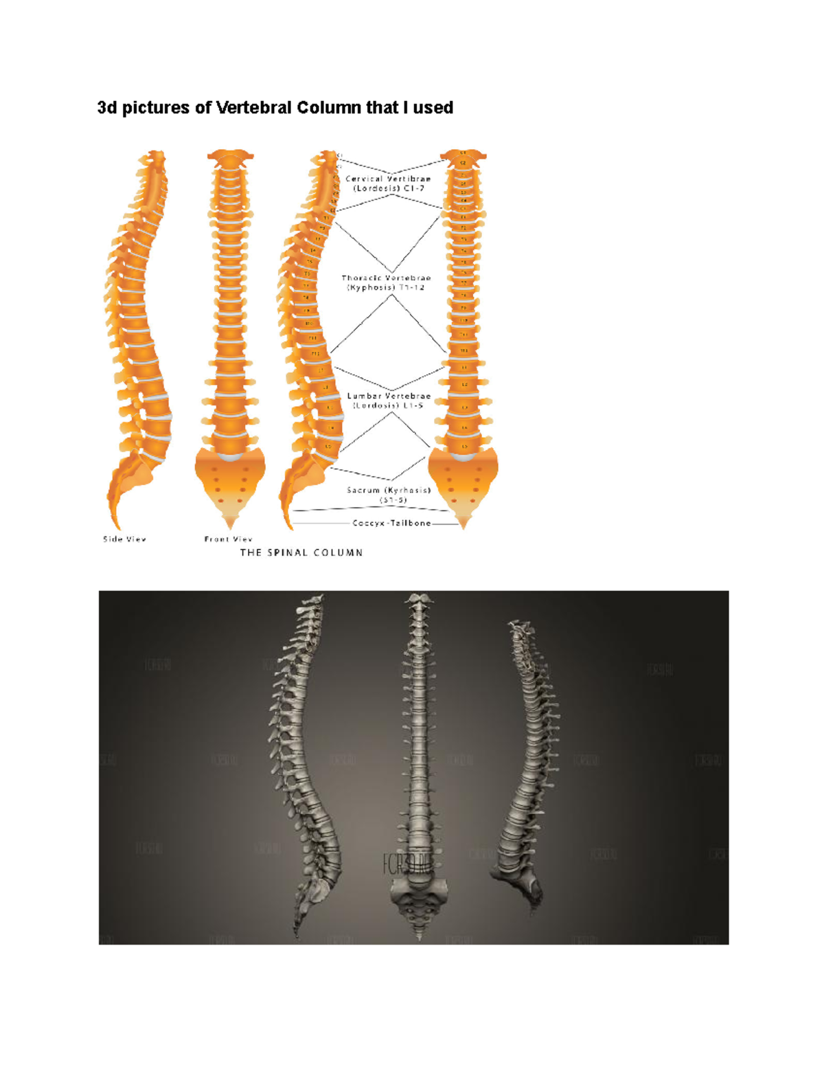 3D Visuals of Vertebral Column: Cervical, Thoracic, Lumbar Structures ...