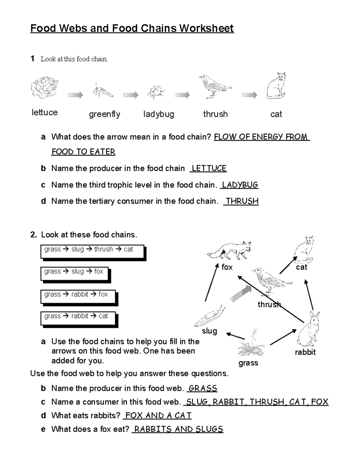 Food Chains Worksheet