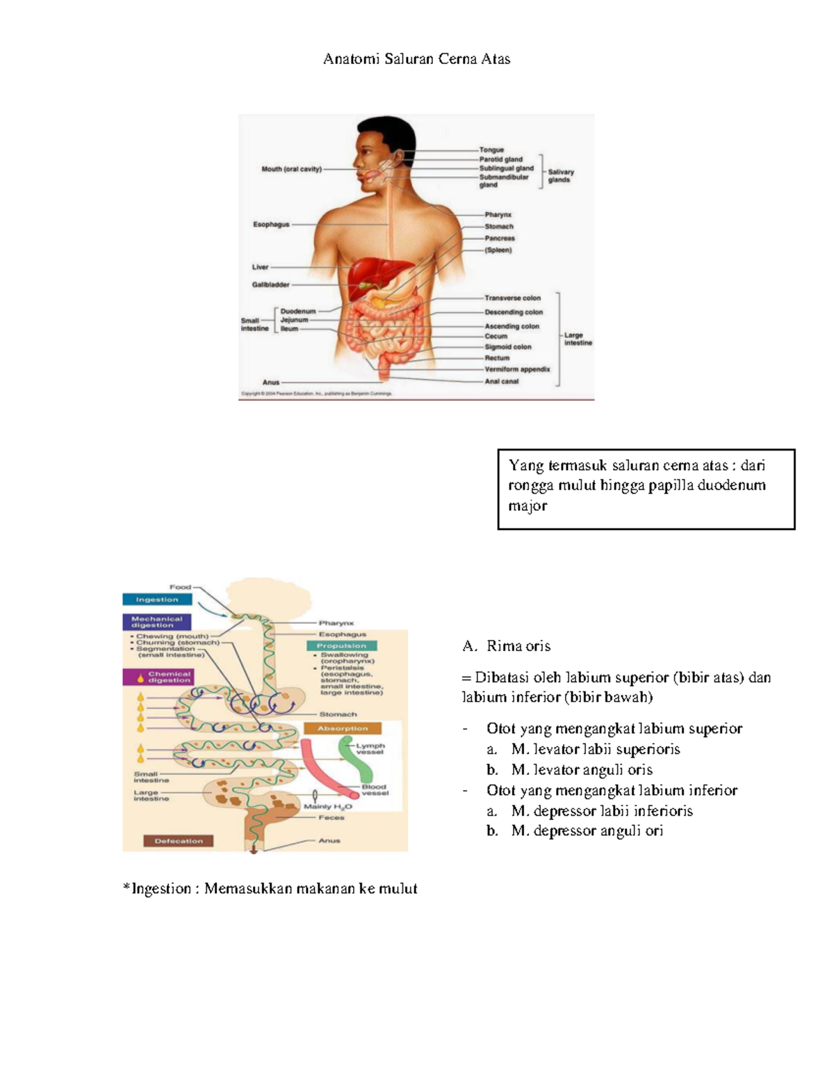 Anatomi Saluran Cerna Atas: Pengantar dan Rincian Penting - Studocu