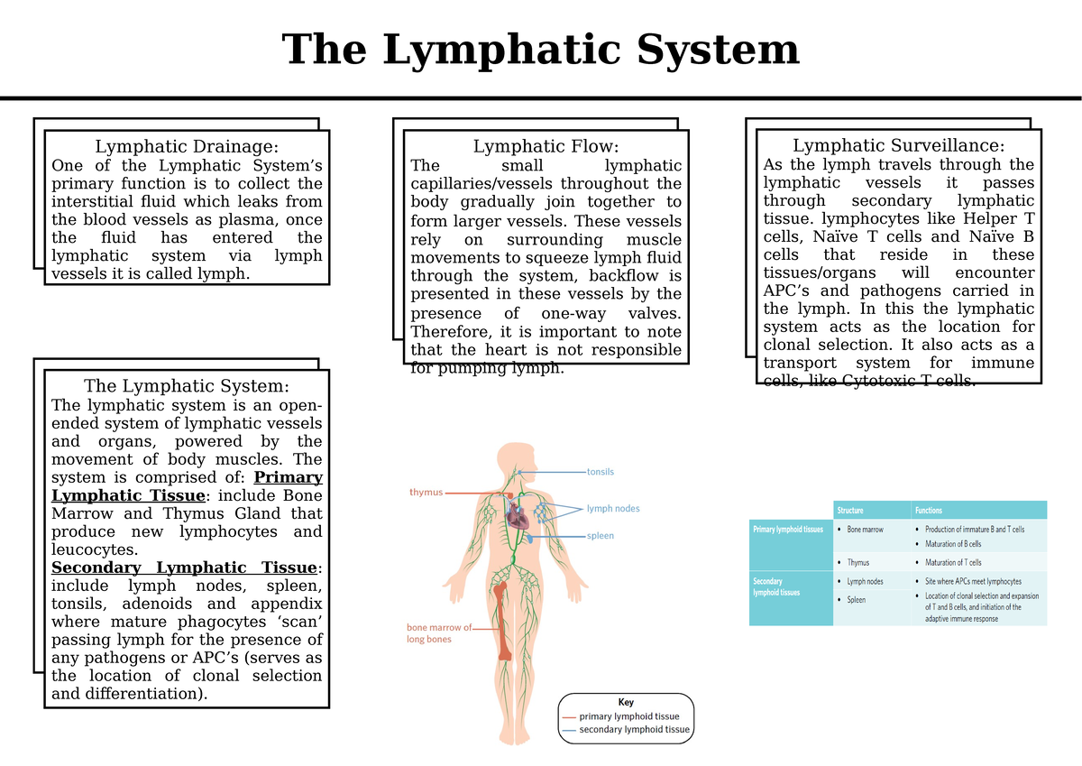 The Lymphatic System (mind map - poster) - The Lymphatic System ...