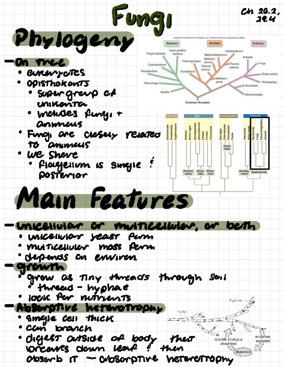Ch 26 Fungi: Lecture Notes on Phylogeny and Ecology of Fungi - Studocu