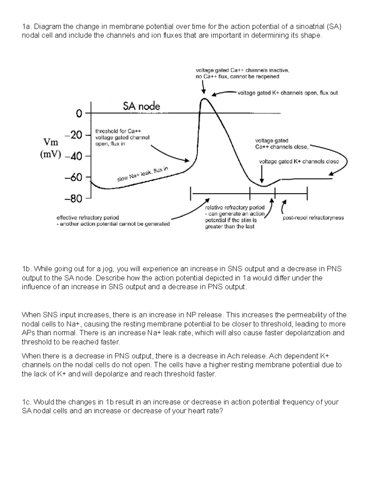 SA Node Action Potential Changes: SNS vs PNS Influence (Problem Solving ...