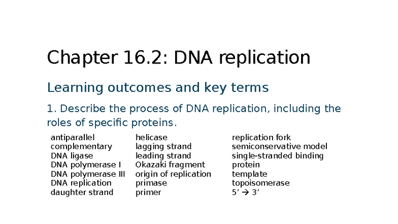 Chapter 16.2: Study Guide on DNA Replication & Key Proteins - Studocu