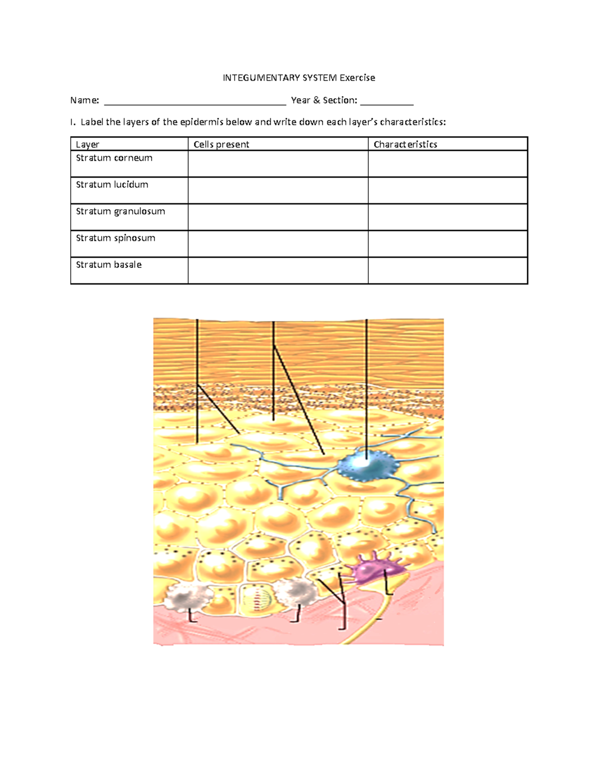 Integumentary System Exercise - INTEGUMENTARY SYSTEM Exercise Name ...