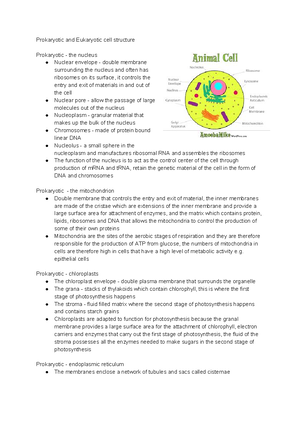 [Solved] explain the functions of the nucleus endoplasmic reticulum ...