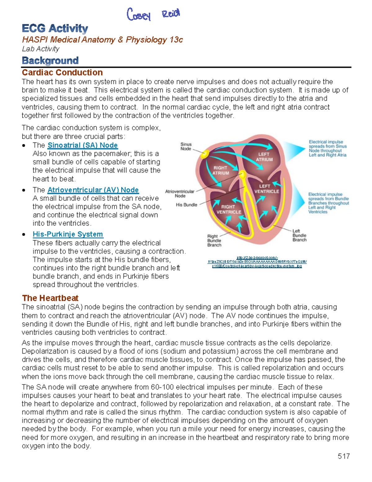 HASPI 13c Cardiac Conduction System Lab Activity and EKG Basics - Studocu