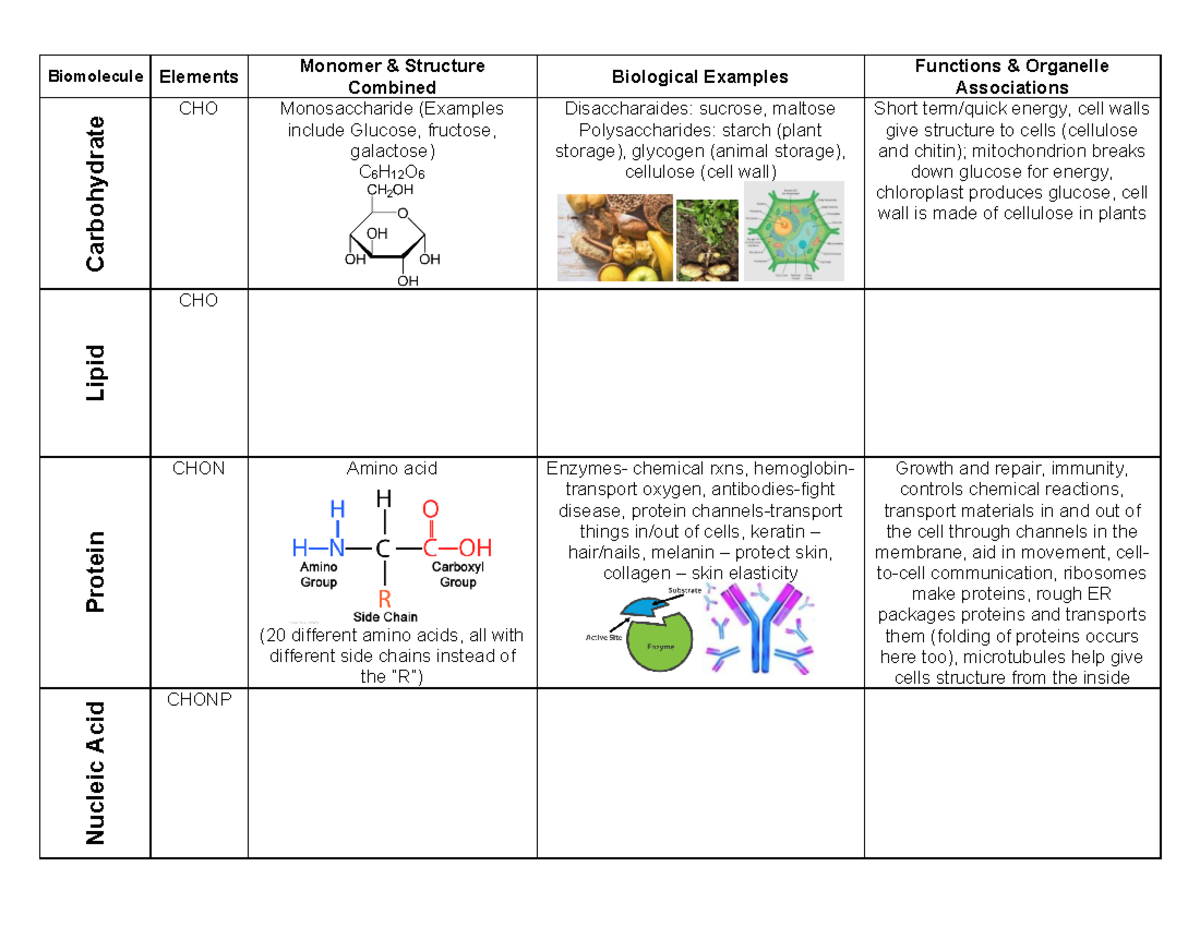 Biomolecules: Structure, Functions & Examples (CHO, CHON, CHONP) - Studocu