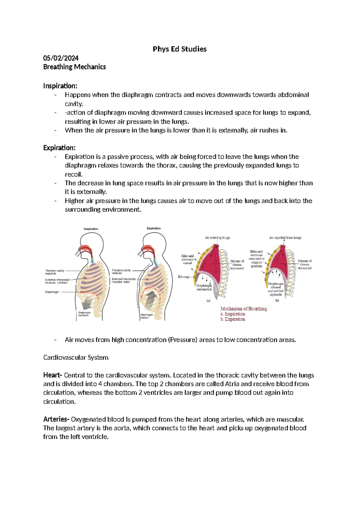 Phys Ed Studies - Phys Ed Studies 05/02/ Breathing Mechanics ...