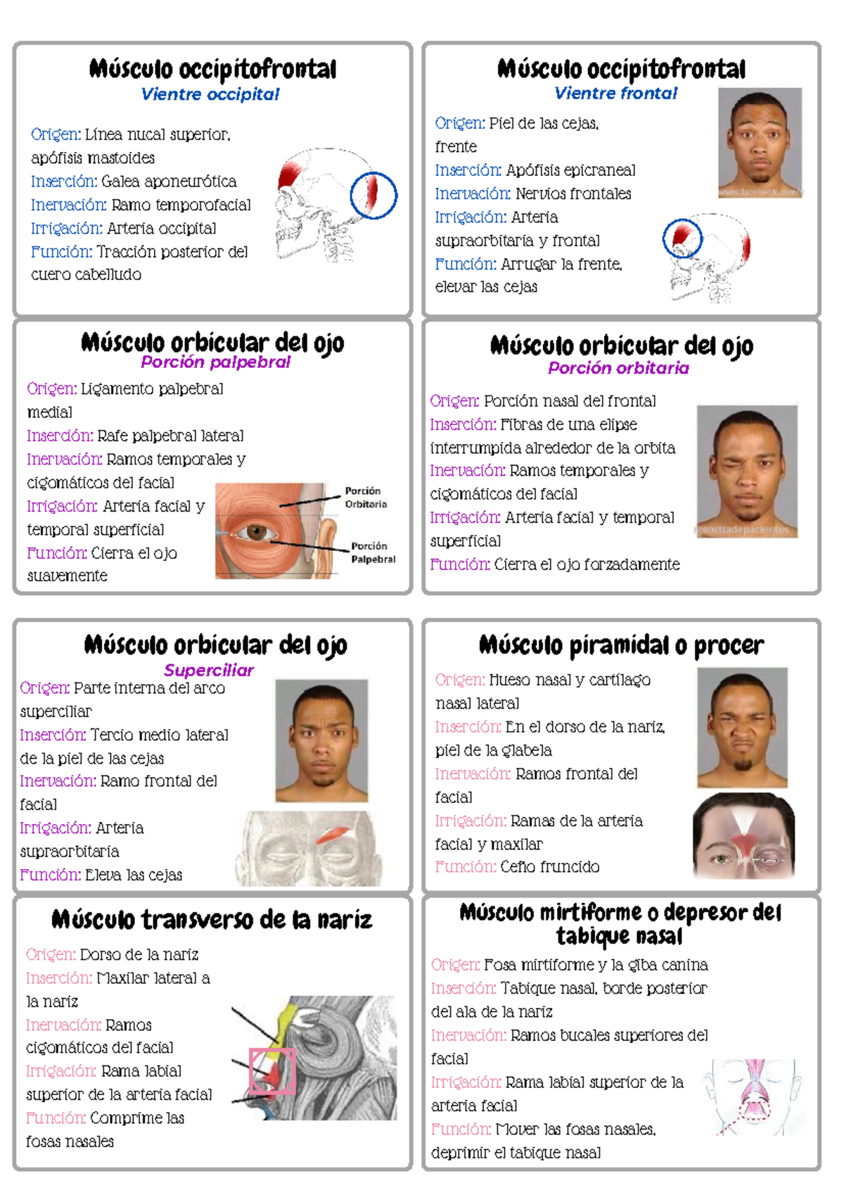 Músculos faciales - Músculo occipitofrontal Origen: Línea nucal ...