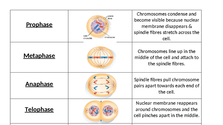 Grade 911 Mitosis & Meiosis Mix and Match Card Game Guide - Studocu