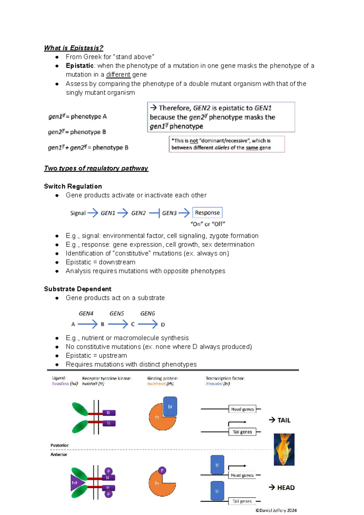 Genetics Week 8: Understanding Epistasis and Gene Regulation - Studocu