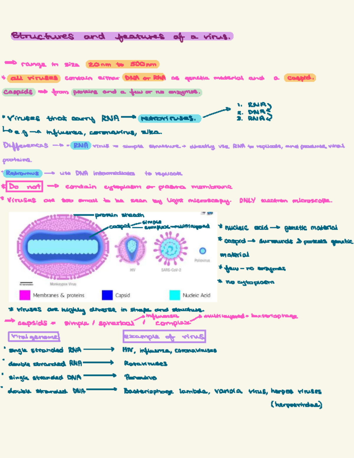 A. Unity and Diversity in Viruses: IB BIO HL Overview - Studocu