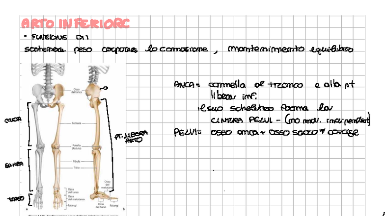 Appunti di Anatomia: Arto Inferiore e Pelvi (ARTO INFERIORE) - Studocu